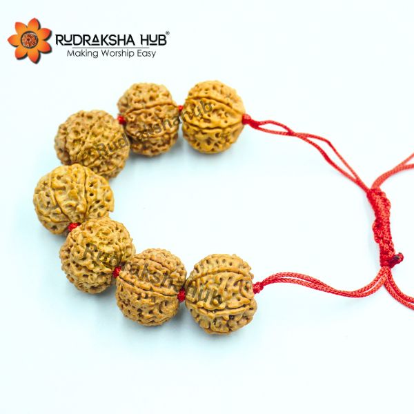 7 Mukhi Rudraksha Bracelet (Nepali) – Rudraksha Hub